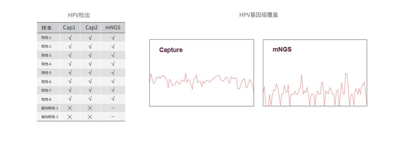 HPV Panel - 伯科生物
