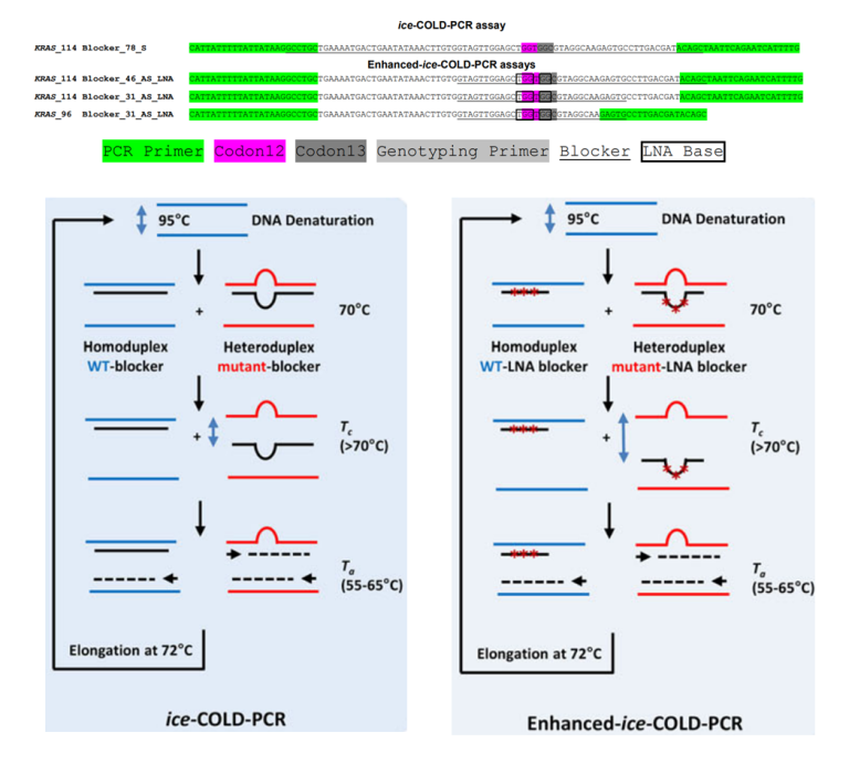 2010-2022年 | 低频突变特异性富集技术进展回顾（一）- PCR Blocker 方法 - 伯科生物