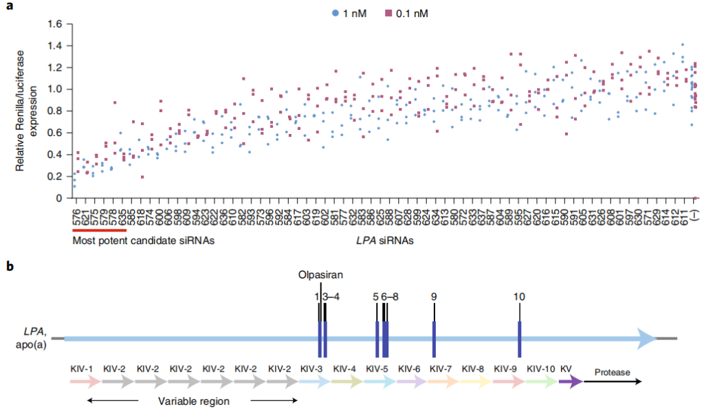 NEJM | siRNA降低脂蛋白(a)对于心血管疾病的治疗作用 – 伯科生物