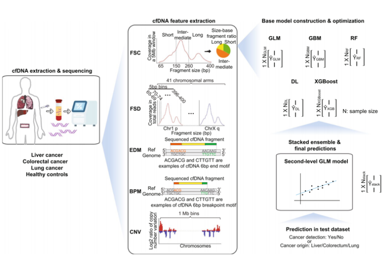 cfDNA片段末端研究进展 - 伯科生物
