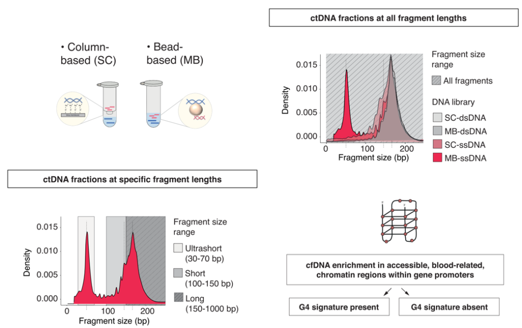 cfDNA片段长度研究进展 – 伯科生物