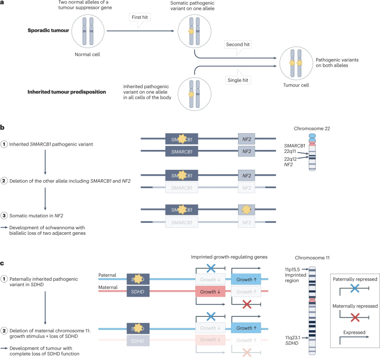 2023NRG综述|回顾孟德尔遗传学：医学遗传学中的显性与隐性（三） – 伯科生物