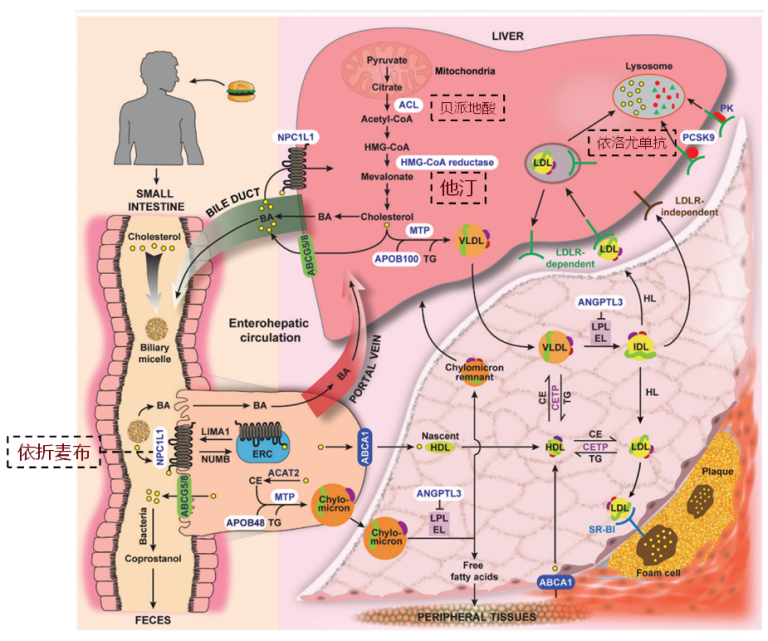 Cell | 潜在降脂新靶点Cholesin（肠抑脂素） – 伯科生物