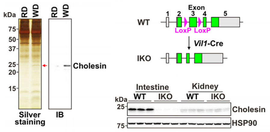 Cell | 潜在降脂新靶点Cholesin（肠抑脂素） – 伯科生物