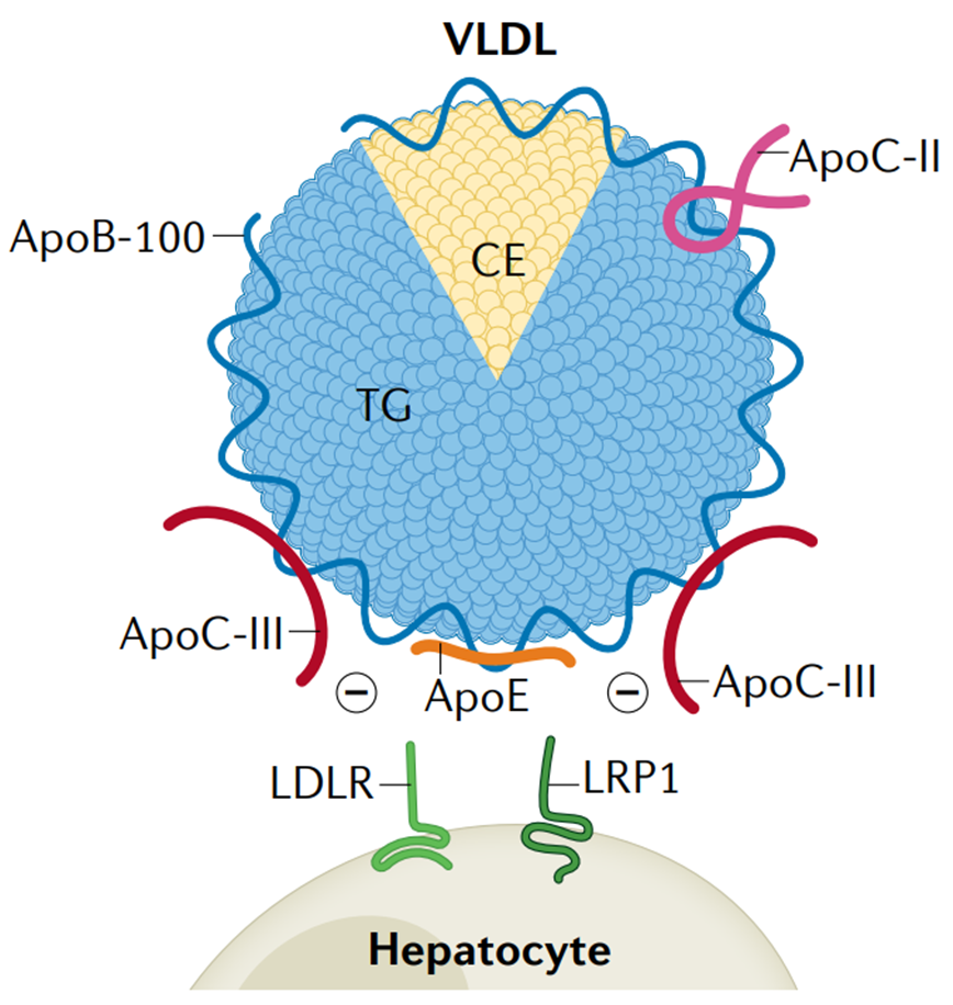 载脂蛋白与疾病(APOE) - 伯科生物