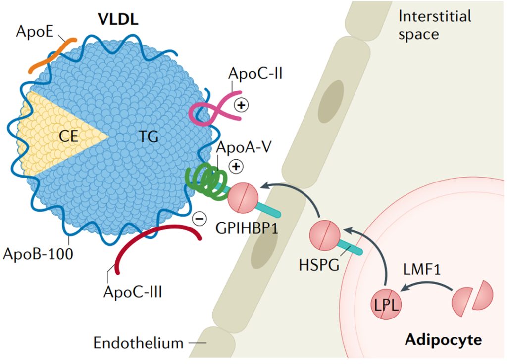 载脂蛋白与疾病(APOC2、APOC3) - 伯科生物